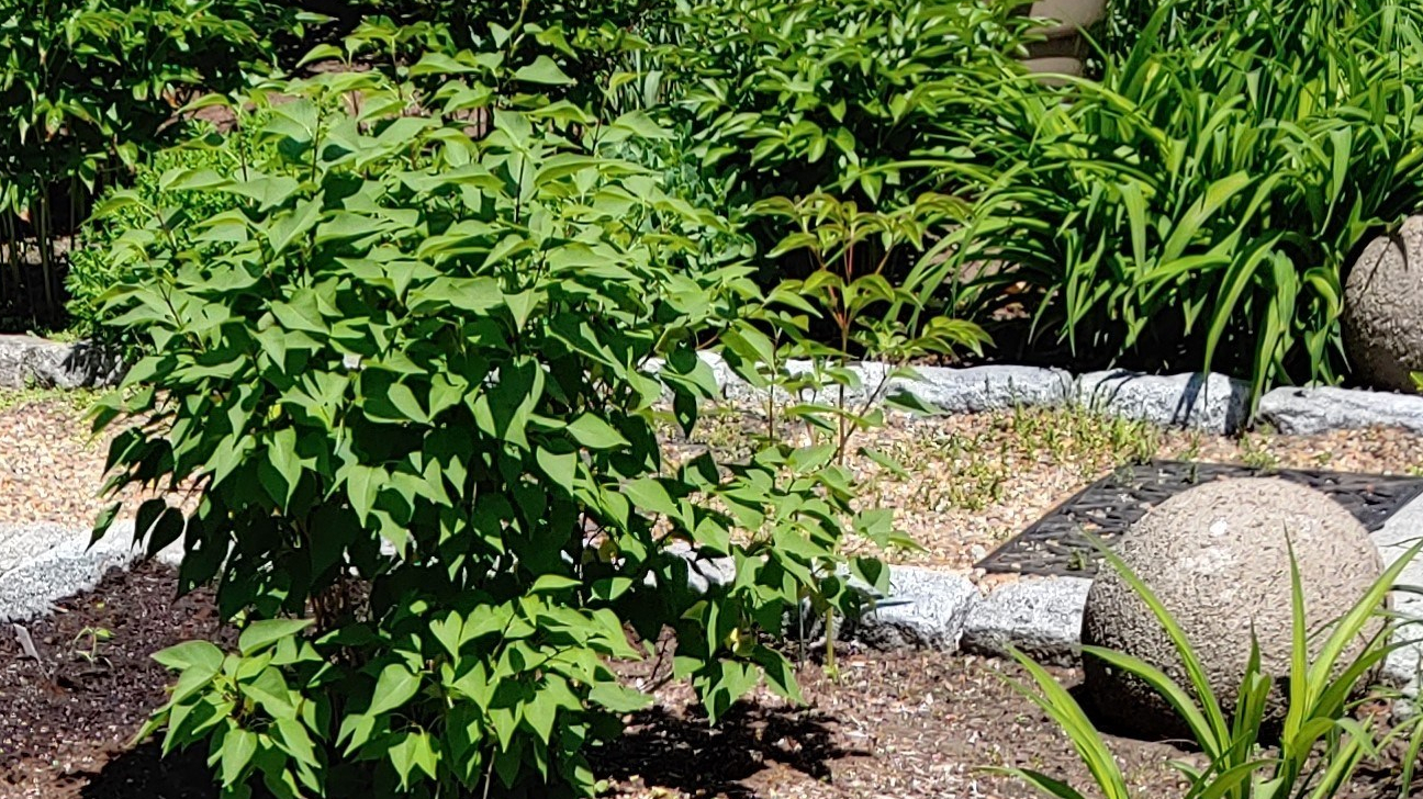 Still Picking Weeds? Try ‘Pickling’ Them Instead | Garden with Grace