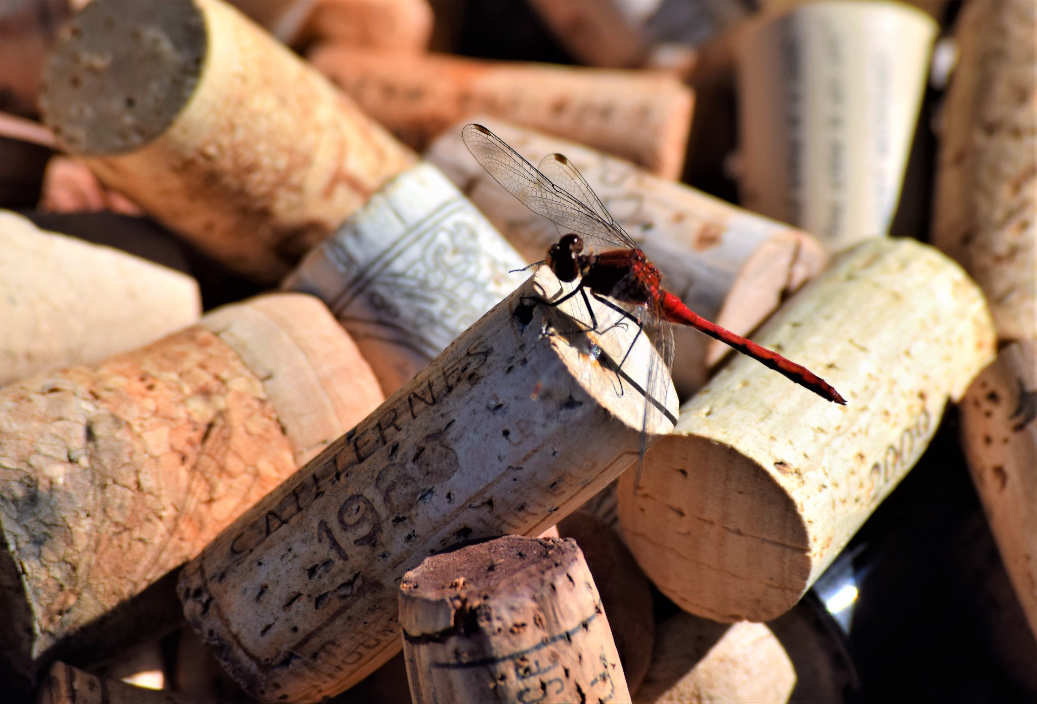How 10,000 Wine Corks Ended Up in My Garden | Garden with Grace